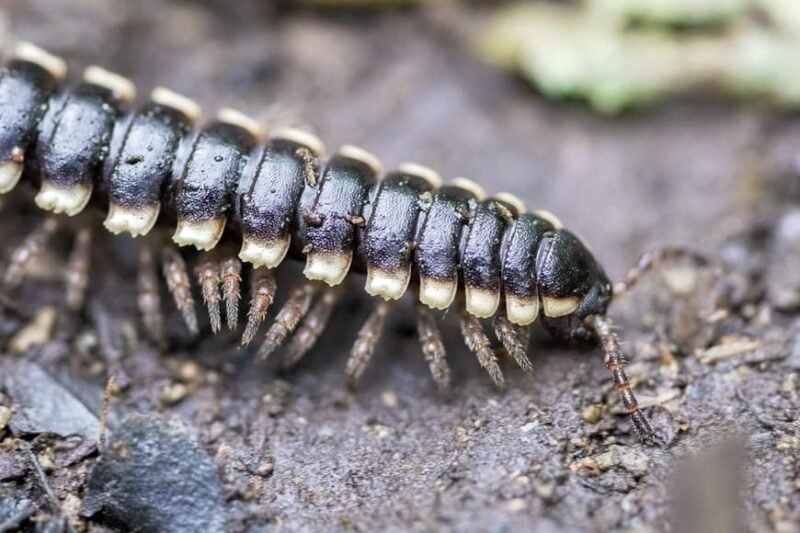 Watch out for these dangerous animals in Fiji!