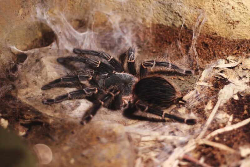 11 Dangerous Animals In Iran To Be Aware Of! - Go Look Explore