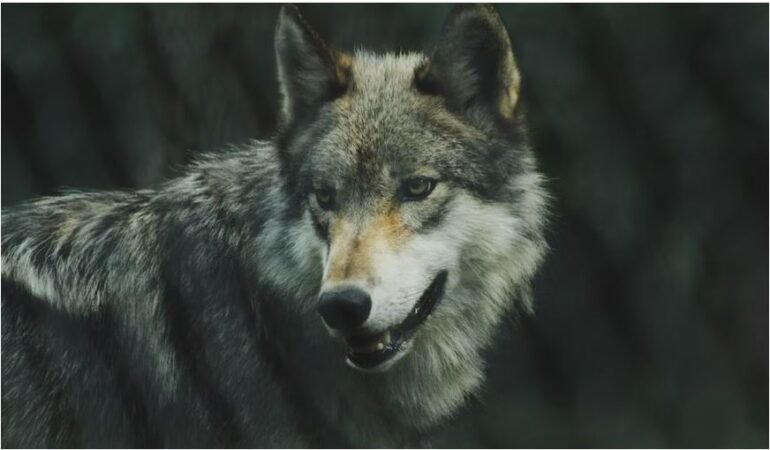 Dangerous Animals In Poland - Go Look Explore