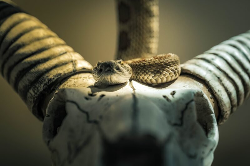 11 Poisonous Snakes In Illinois to Avoid! - Go Look Explore
