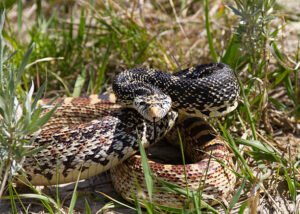 All You Have to Know About Bull Snakes in Colorado! - Go Look Explore