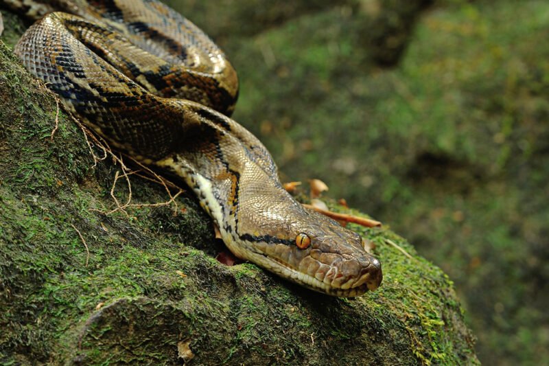 8 Dangerous Animals In Malaysia To Watch Out For! - Go Look Explore