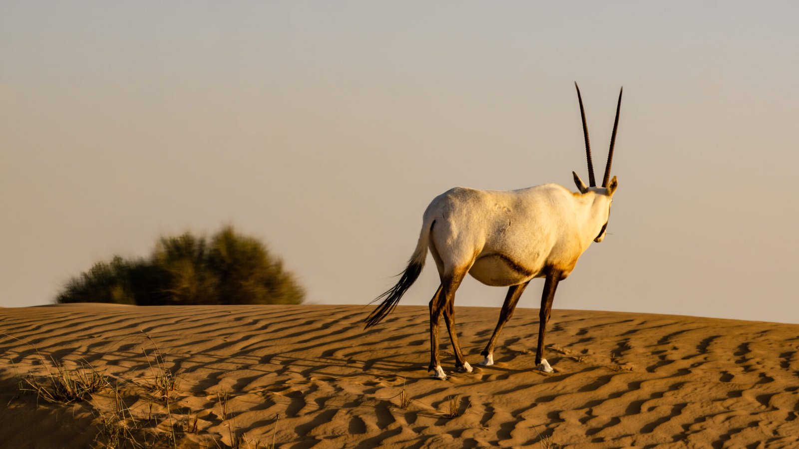 10 Dangerous Animals In Oman To Stay Away From! - Go Look Explore