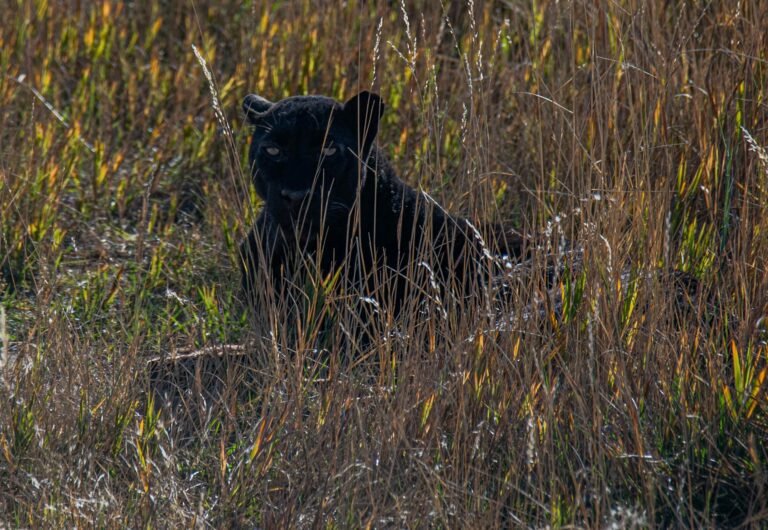 8 Dangerous Animals In Malaysia To Watch Out For! - Go Look Explore