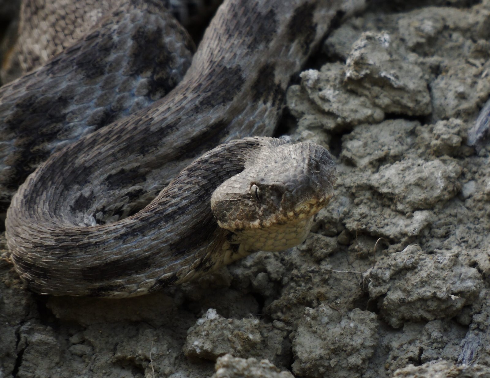 9 Dangerous Animals In Syria To Look Out For! - Go Look Explore