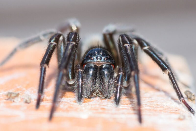 11 Spiders in Ohio To Know Of! - Go Look Explore