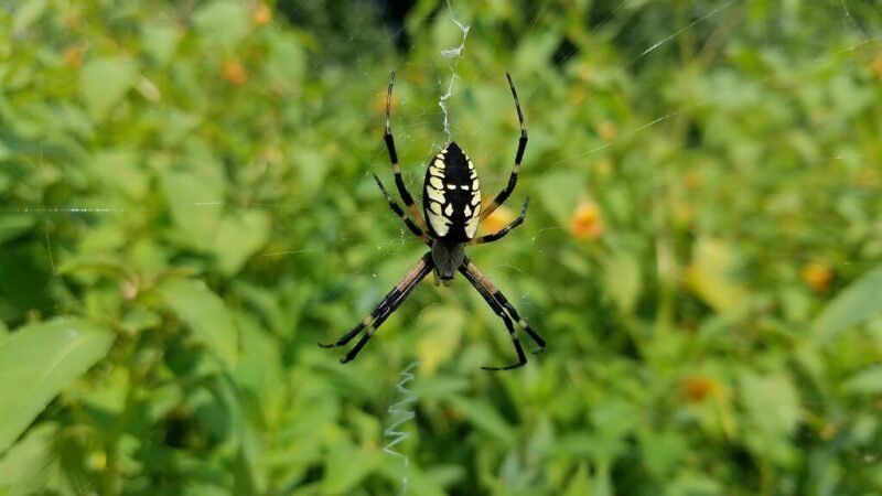 10 Spiders In Iowa to Know Of! - Go Look Explore