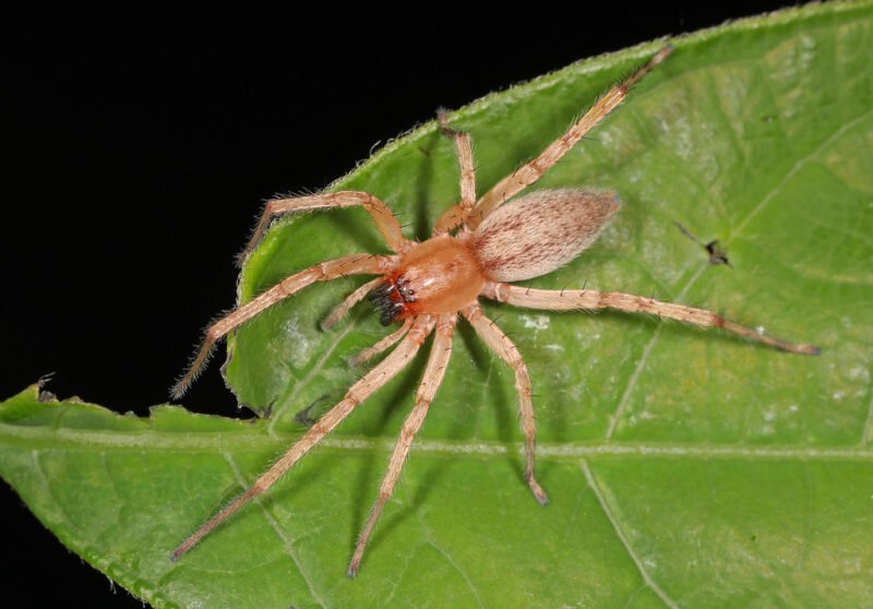 11 Spiders in Ohio To Know Of! - Go Look Explore