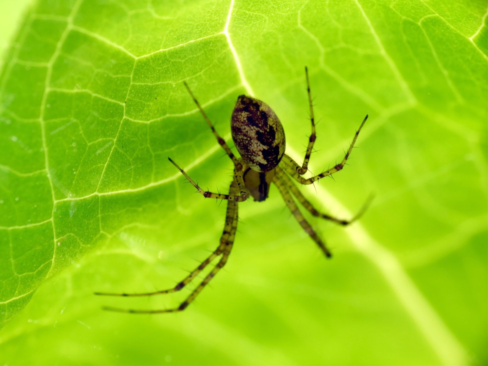 11 Spiders in Ohio To Know Of! - Go Look Explore