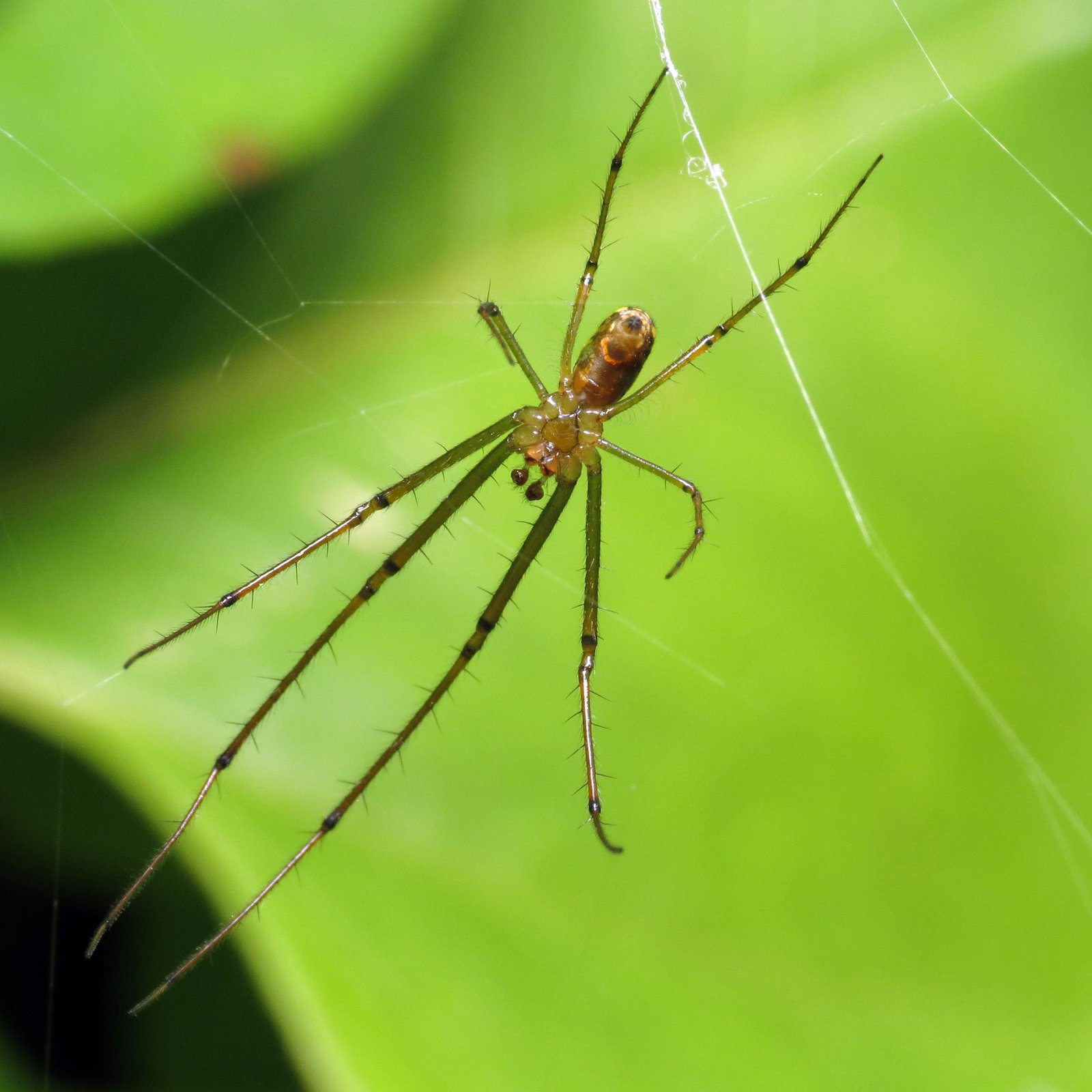 12 Spiders in New York to Know About! - Go Look Explore