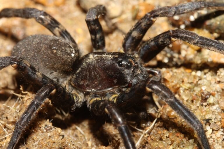 11 Spiders in Ohio To Know Of! - Go Look Explore