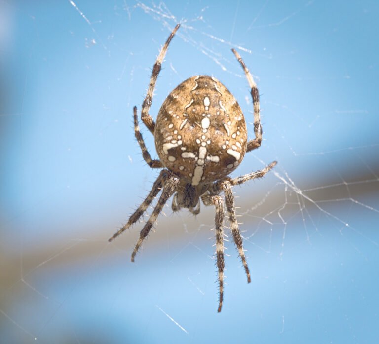 11 Spiders in Ohio To Know Of! - Go Look Explore