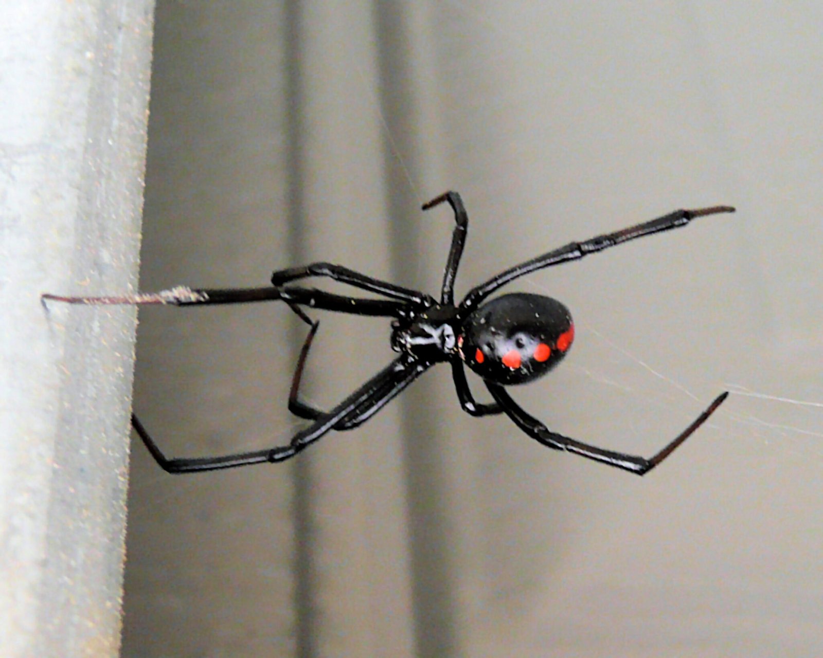 10 Spiders In Iowa to Know Of! - Go Look Explore
