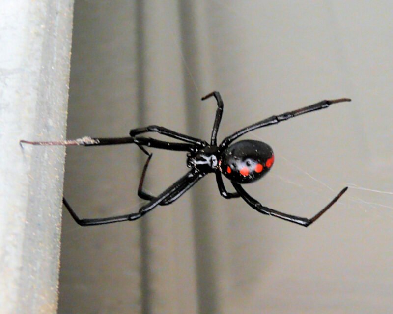 10 Spiders In Iowa to Know Of! - Go Look Explore