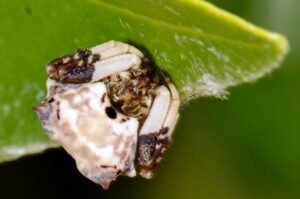 13 Common Spiders in Japan - Go Look Explore