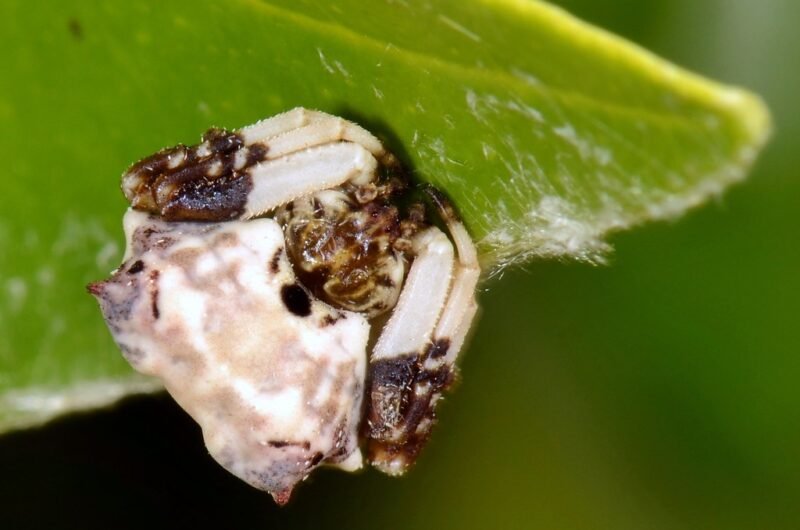13 Common Spiders in Japan - Go Look Explore