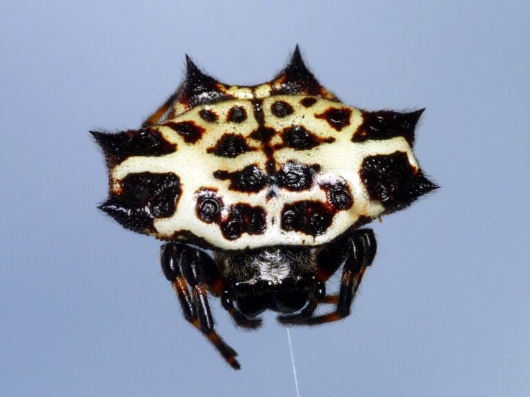 13 Common Spiders in Japan - Go Look Explore