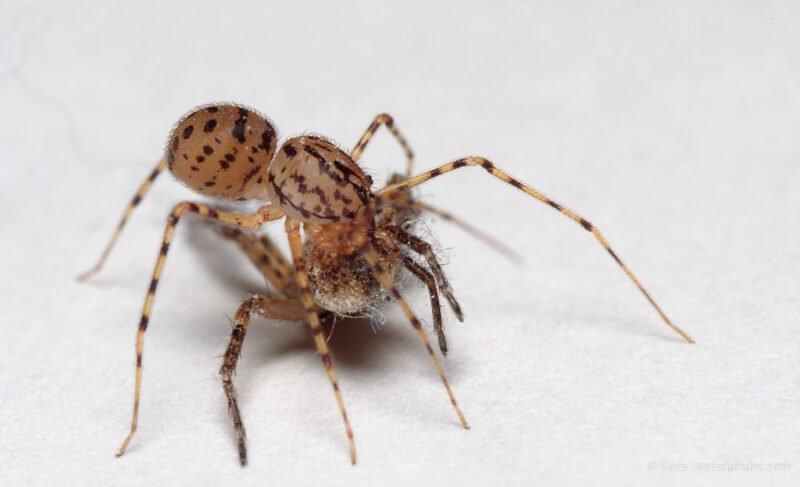 10 Poisonous Spiders in Florida - Go Look Explore