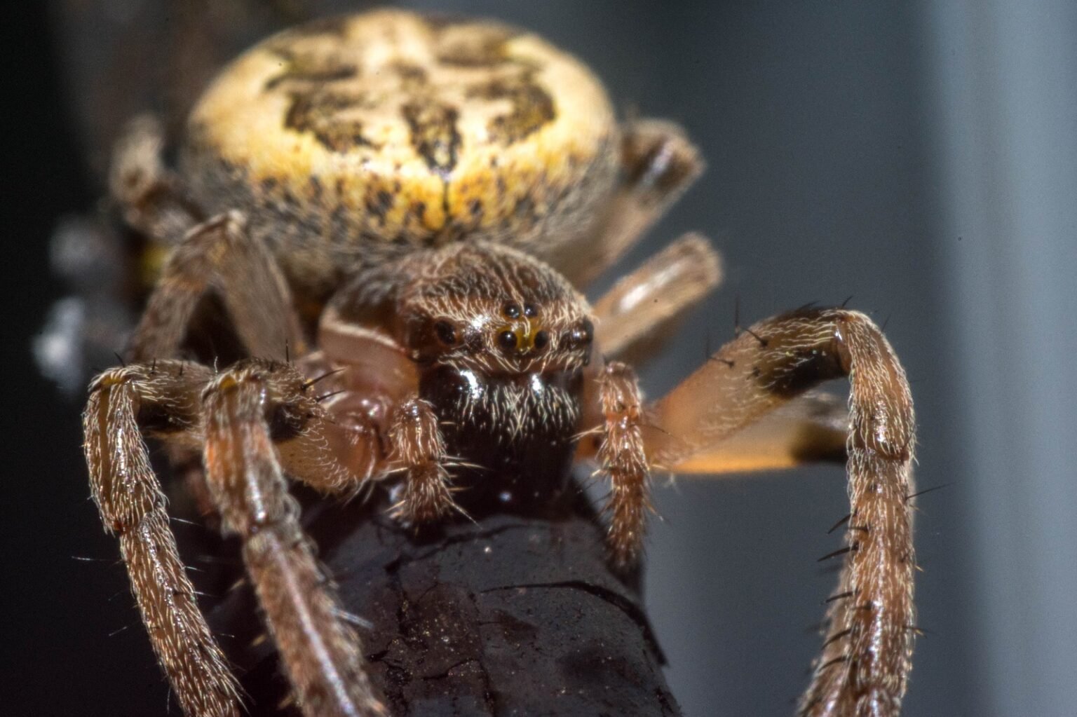 13 Dangerous Spiders in Michigan - Go Look Explore