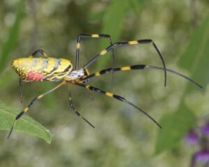 13 Common Spiders in Japan - Go Look Explore