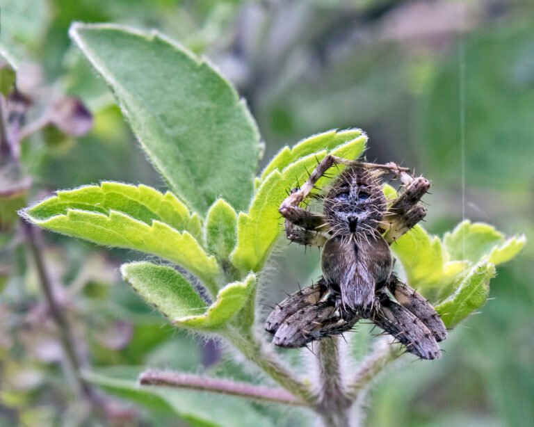 13 Common Spiders in Japan - Go Look Explore