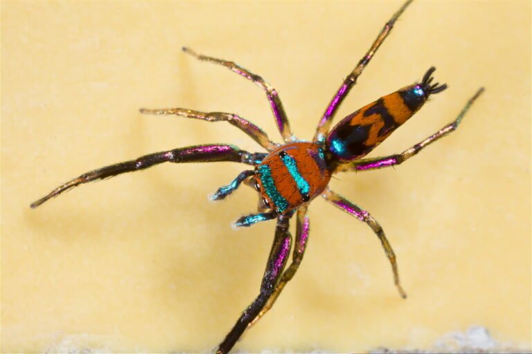 13 Common Spiders in Japan - Go Look Explore