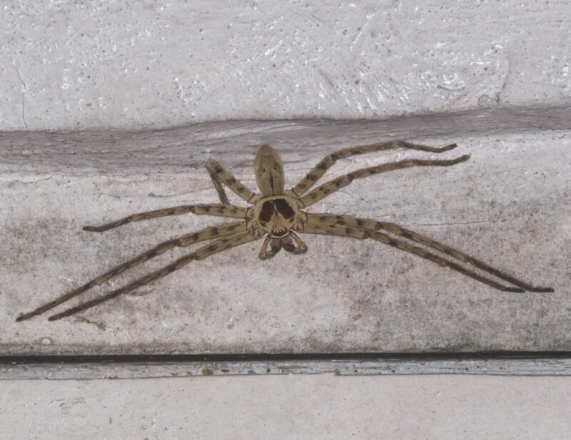 13 Common Spiders in Japan - Go Look Explore