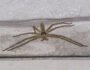 13 Common Spiders in Japan - Go Look Explore