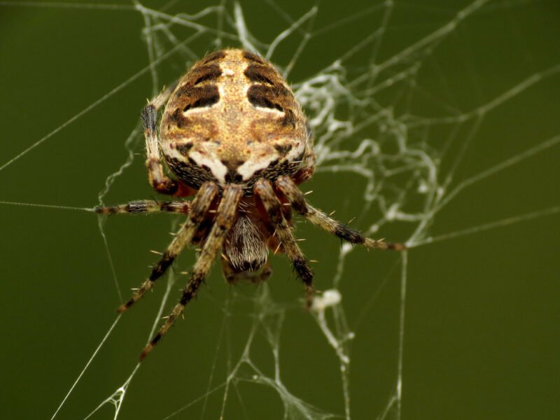 10 Spiders In Iowa to Know Of! - Go Look Explore