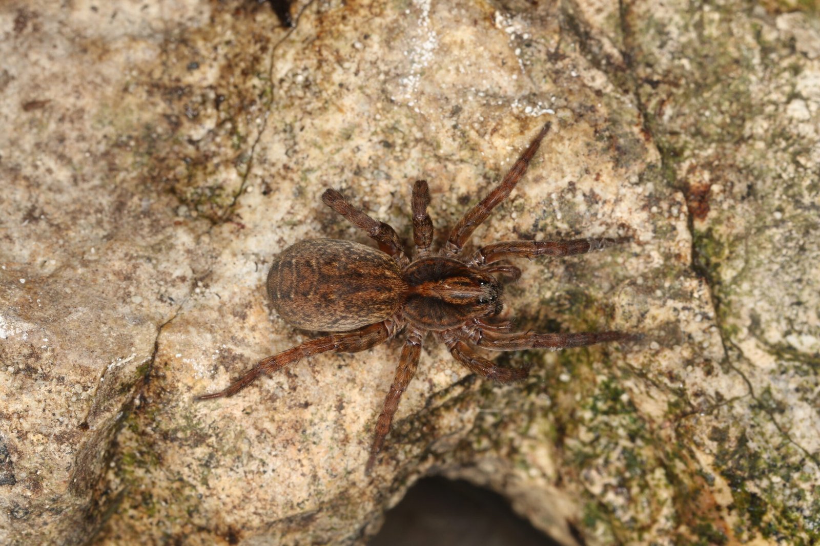 12 Common Spiders in Massachusetts - Go Look Explore