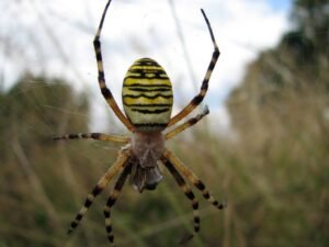 13 Common Spiders in Japan - Go Look Explore