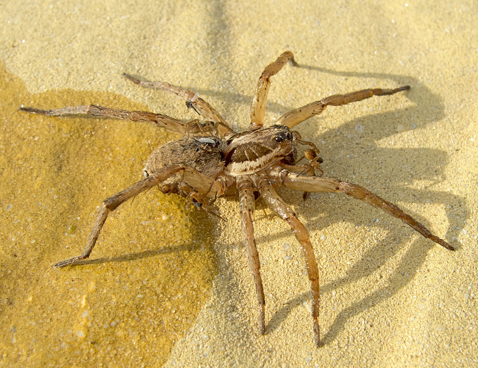 11 Spiders In Arizona To Know About Go Look Explore