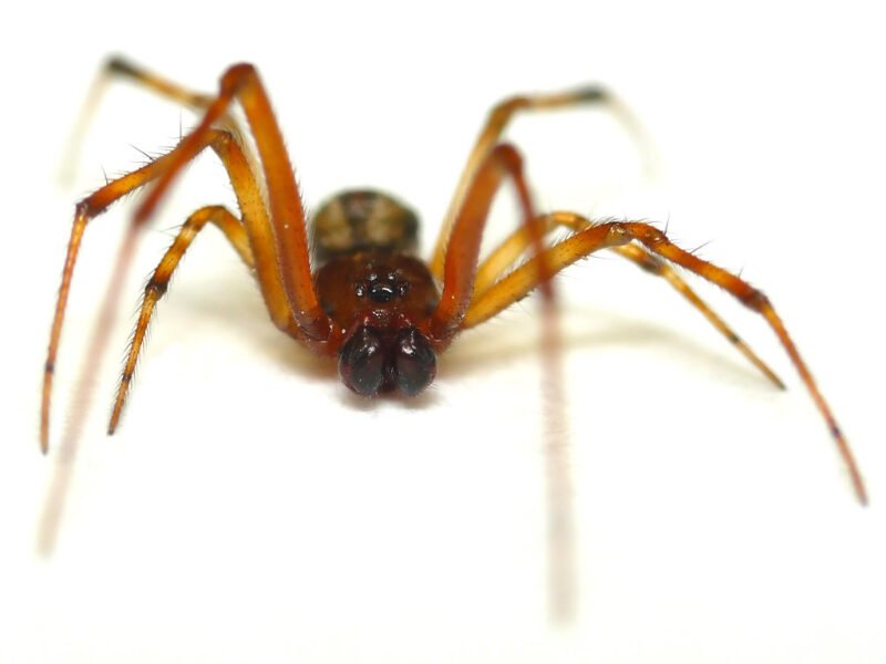 10 Spiders In Iowa to Know Of! - Go Look Explore