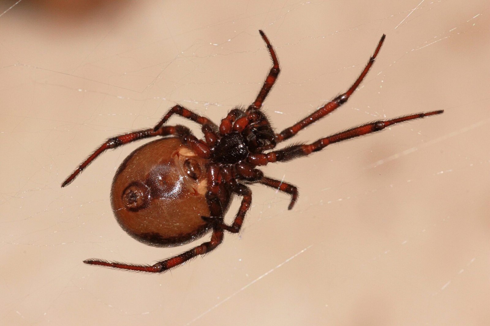 12 Common Spiders in Minnesota - Go Look Explore