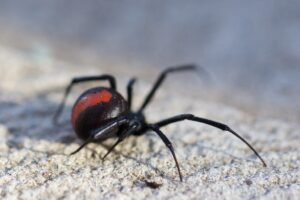 13 Common Spiders in Japan - Go Look Explore