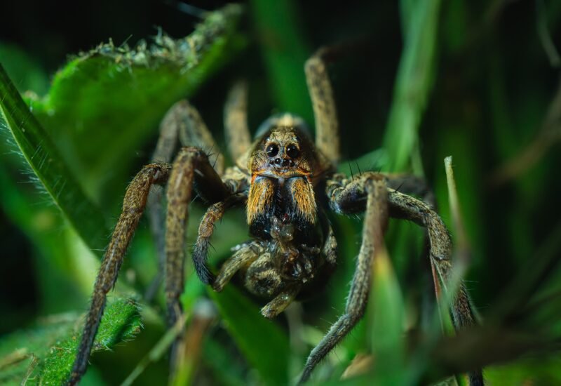 12 Common Spiders in Indiana - Go Look Explore