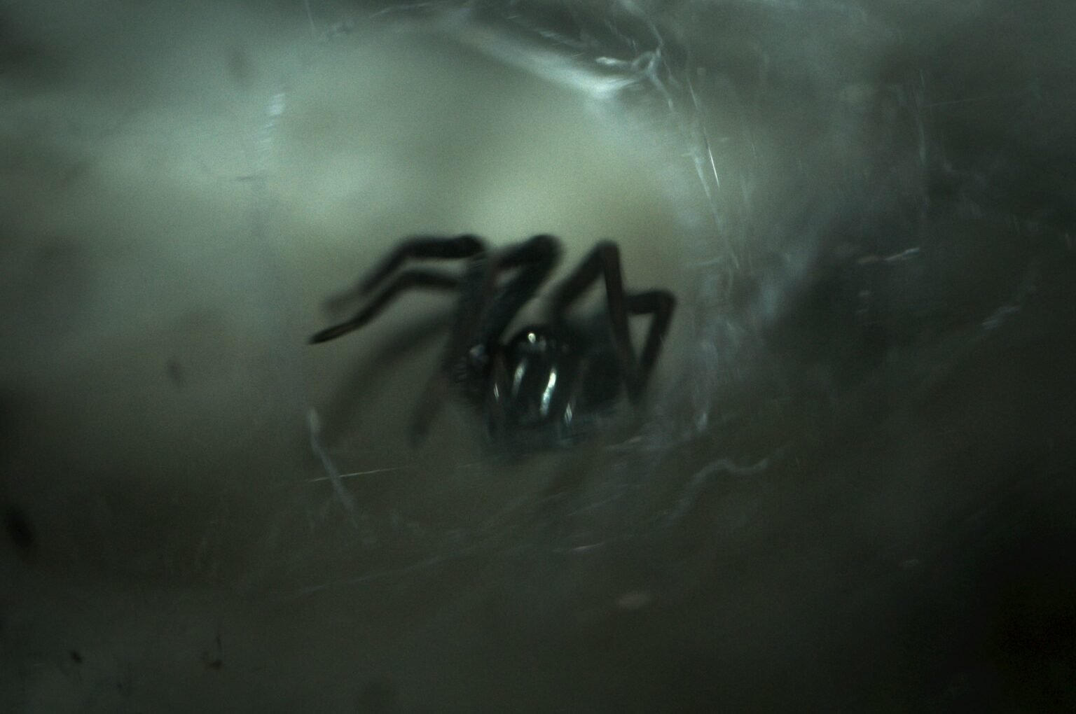 10 Spiders In Iowa to Know Of! - Go Look Explore