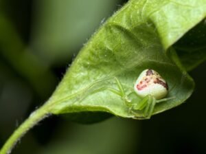13 Common Spiders in Japan - Go Look Explore