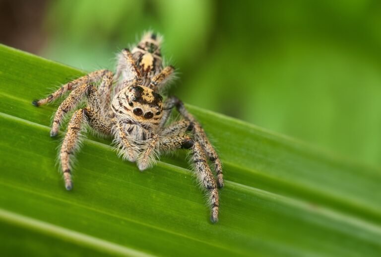 13 Common Spiders in Japan - Go Look Explore